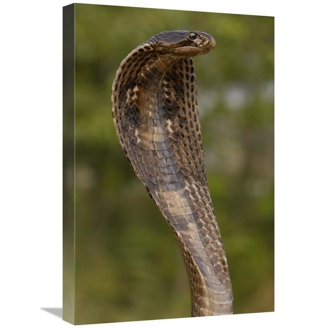 Global Gallery GCS-453066-1624-142 16 x 24 in. Spectacled Cobra with ...