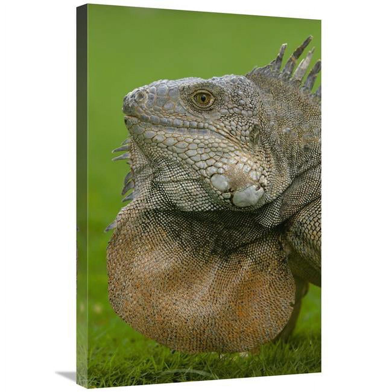 Global Gallery GCS-453067-2030-142 20 x 30 in. Green Iguana Flaring Dewlap in Threat Display ...