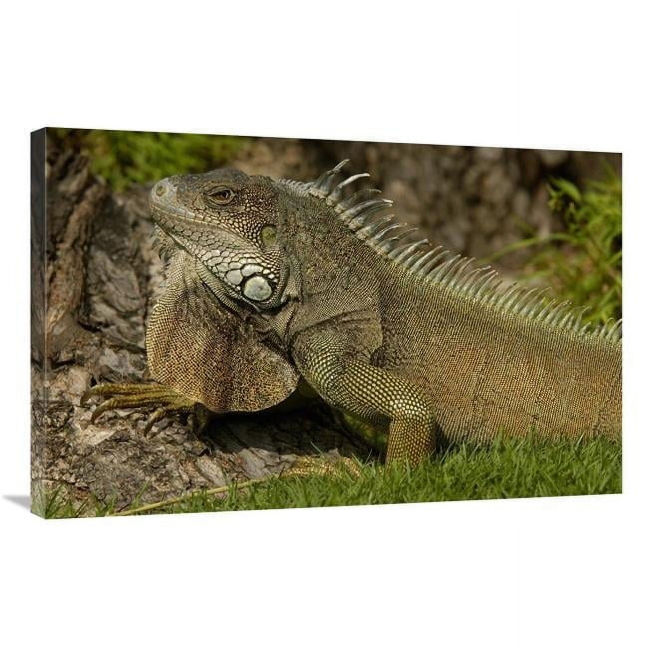 Global Gallery GCS-453068-2436-142 24 x 36 in. Green Iguana Side VIew ...