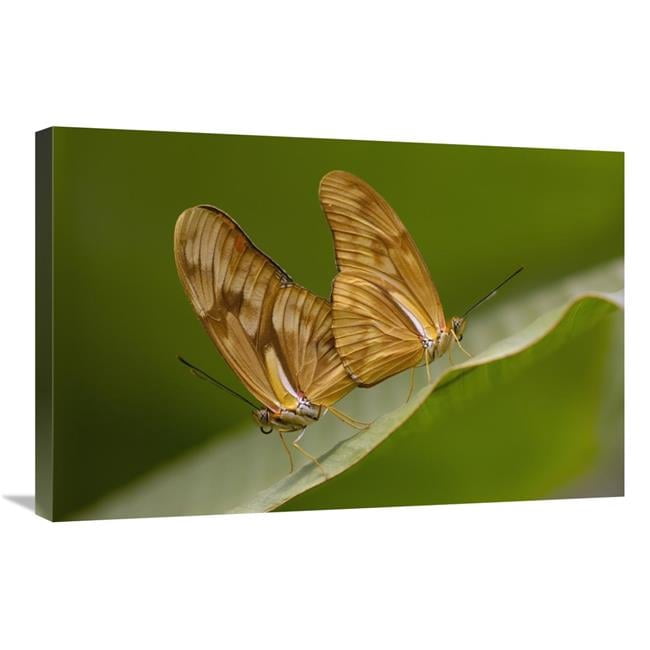 Global Gallery GCS-453091-2030-142 20 x 30 in. Julia Butterfly Pair ...