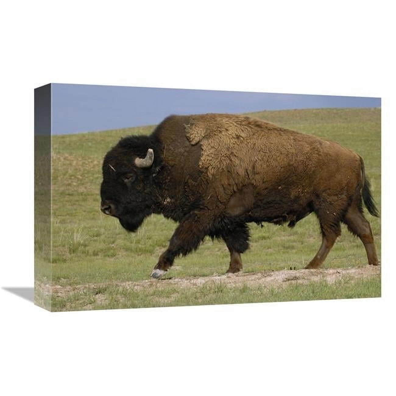 Global Gallery GCS-453093-1218-142 12 x 18 in. American Bison Male ...