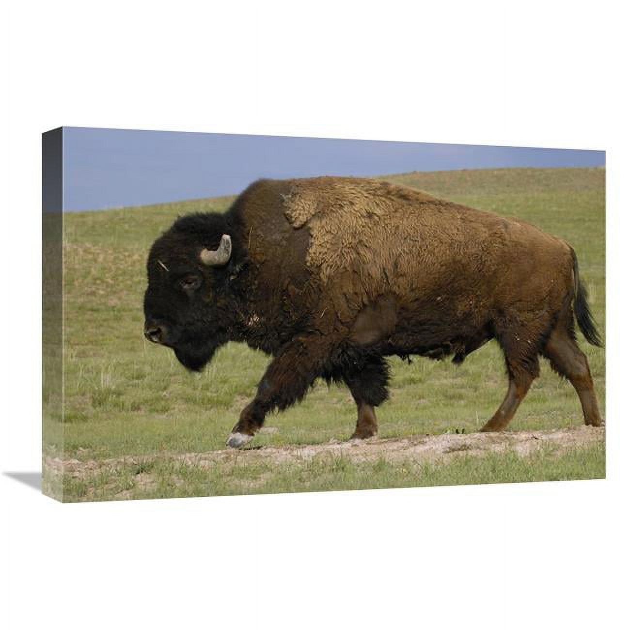 Global Gallery GCS-453093-1624-142 16 x 24 in. American Bison Male, Durham Ranch, Wyoming Art ...