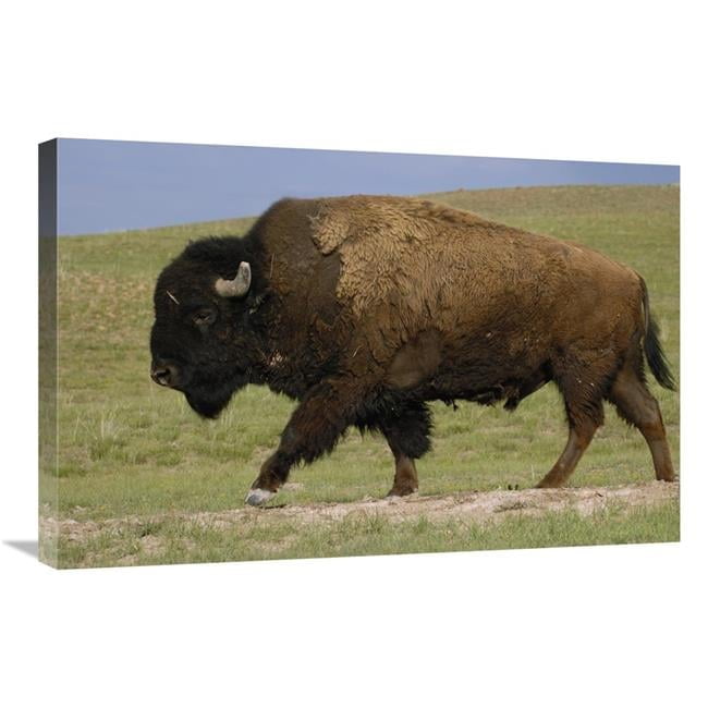 Global Gallery GCS-453093-2030-142 20 x 30 in. American Bison Male ...