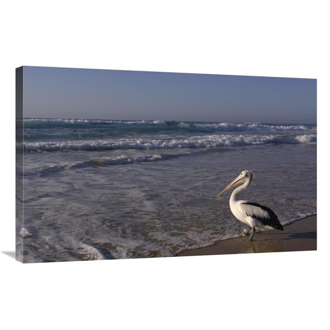 Global Gallery GCS-453095-2436-142 24 x 36 in. Australian Pelican on ...