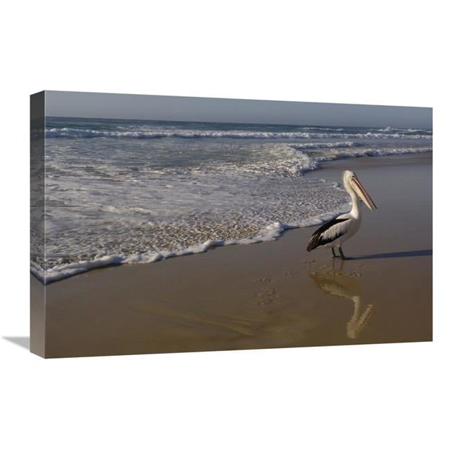 Global Gallery GCS-453096-1624-142 16 x 24 in. Australian Pelican on ...