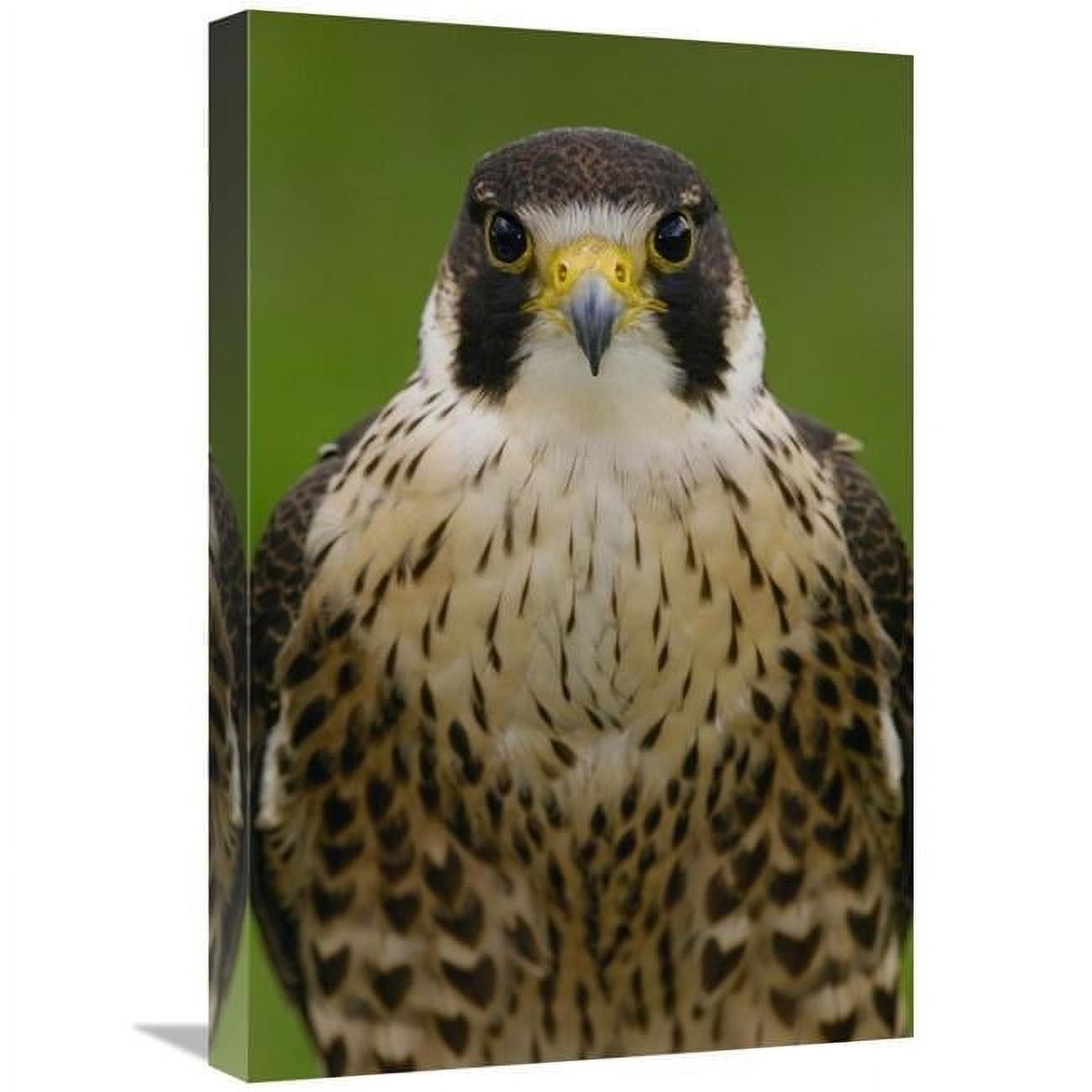 Global Gallery GCS-453104-1624-142 16 x 24 in. Peregrine Falcon ...