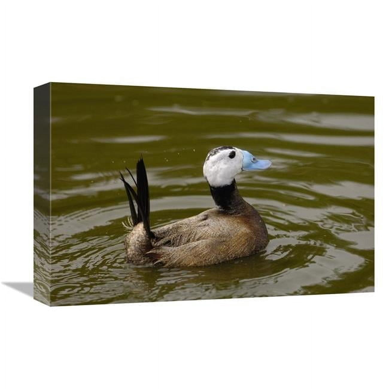Global Gallery GCS-453106-1218-142 12 x 18 in. White-Headed Duck Male ...