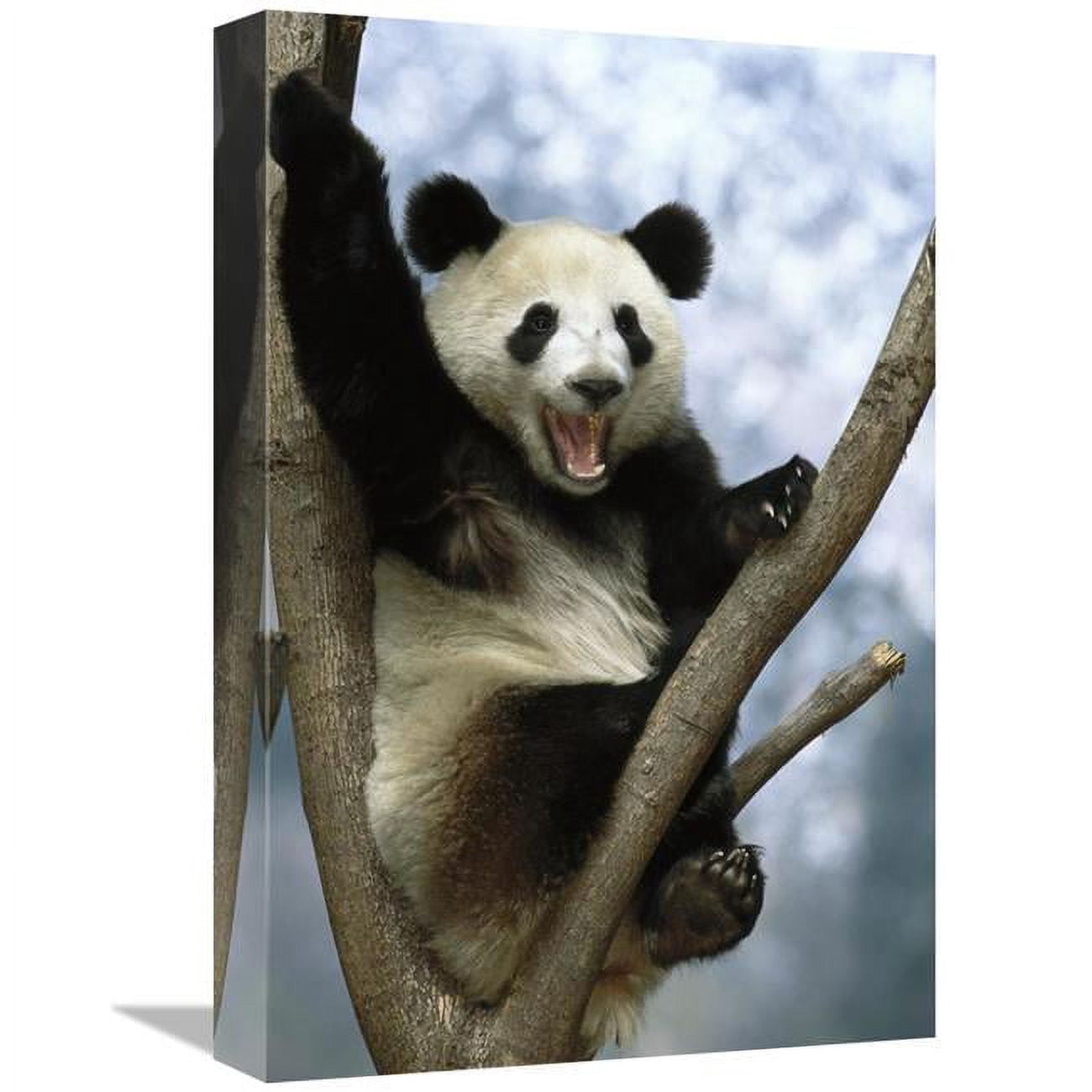 Global Gallery GCS-453116-1218-142 12 x 18 in. Giant Panda, Wolong ...