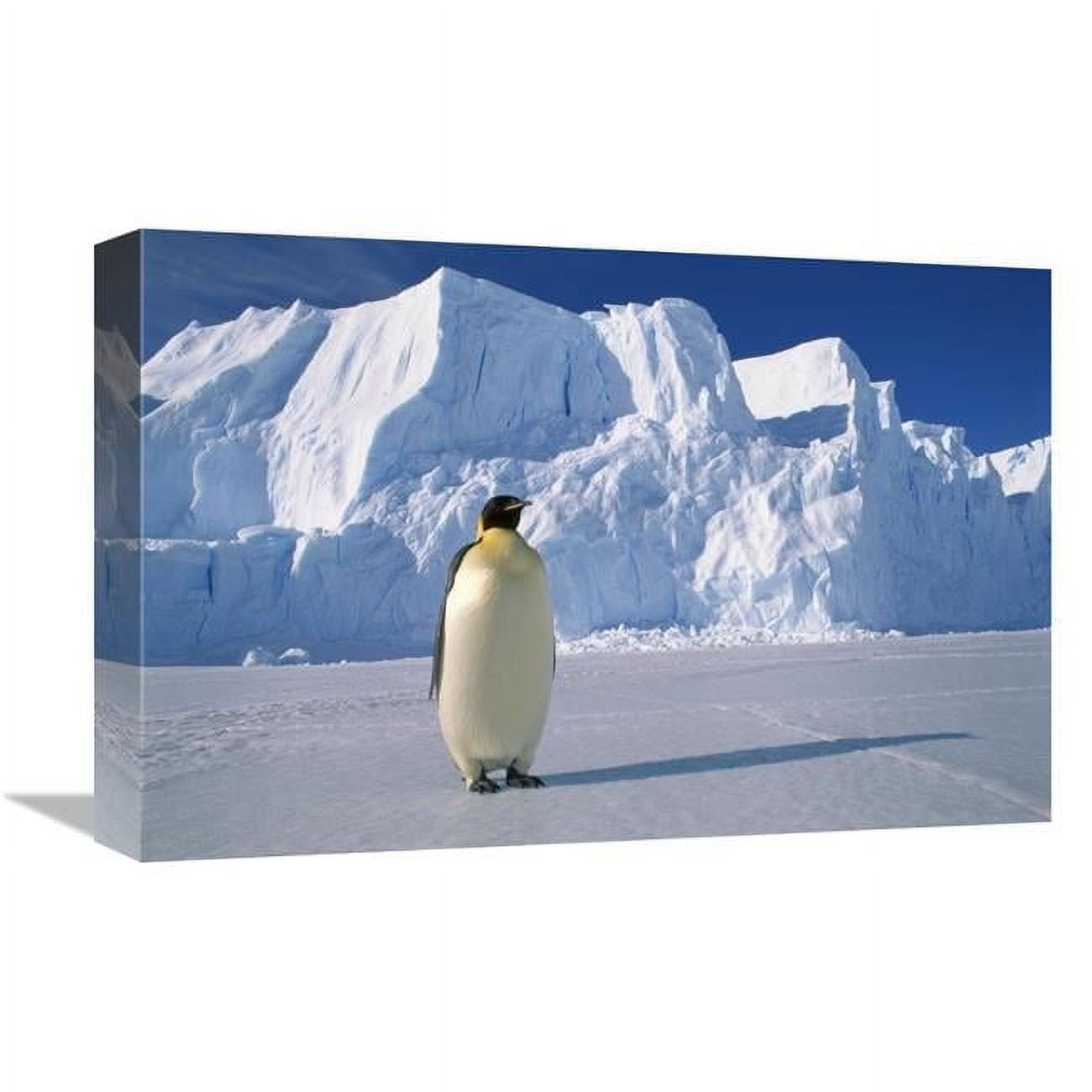 Global Gallery GCS-453118-1218-142 12 x 18 in. Emperor Penguin, Auster ...