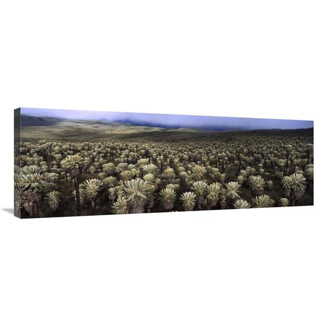Global Gallery GCS-453128-40-142 40 in. Paramo Flower Field, El Angel ...