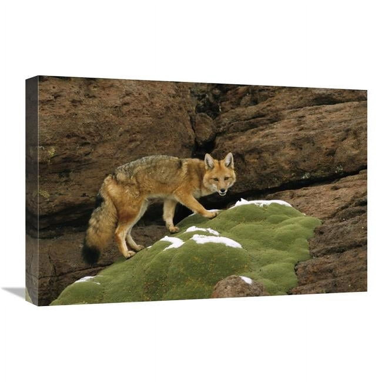Global Gallery GCS-453129-1624-142 16 x 24 in. Andean Red Fox Altiplano ...
