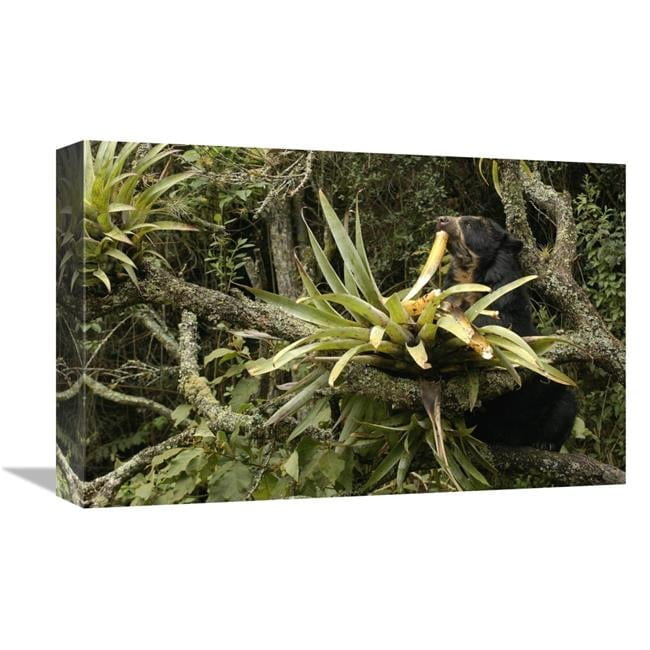 Global Gallery GCS-453141-1218-142 12 x 18 in. Spectacled Bear Feeding ...