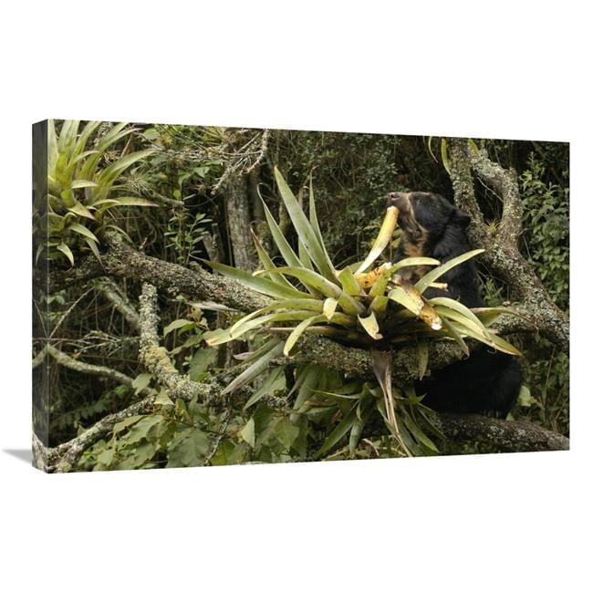 Global Gallery GCS-453141-2030-142 20 x 30 in. Spectacled Bear Feeding on Bromeliads, Cloud ...