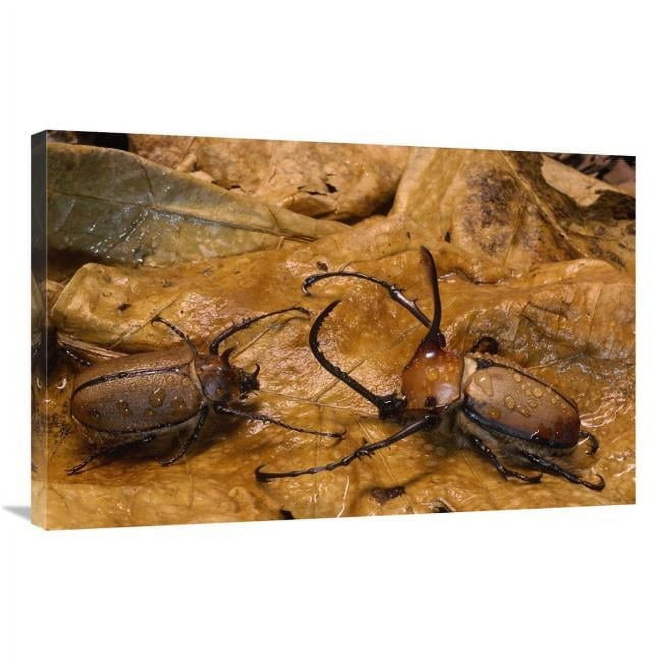 Global Gallery GCS-453143-2436-142 24 x 36 in. Caliper Beetle Male ...
