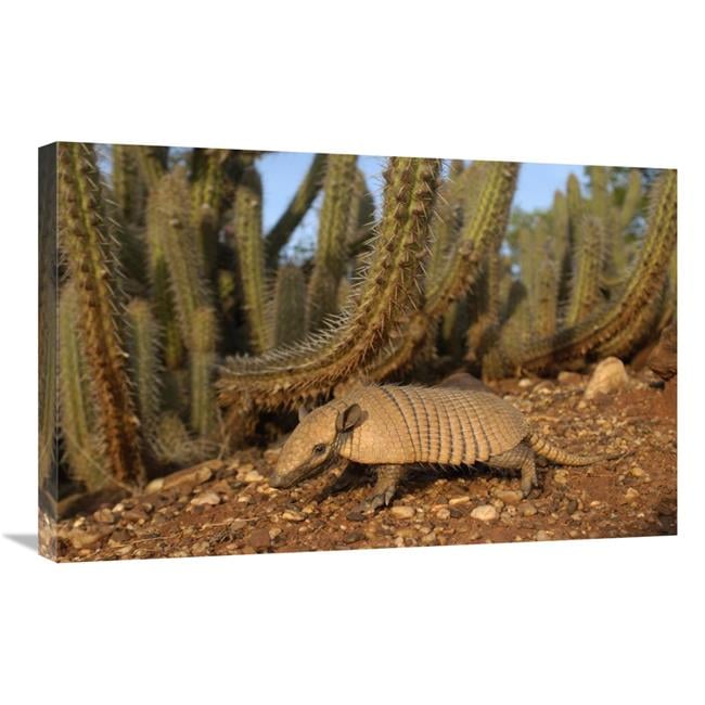 Global Gallery GCS-453146-2030-142 20 x 30 in. Yellow Armadillo Walking Beneath A Cactus ...