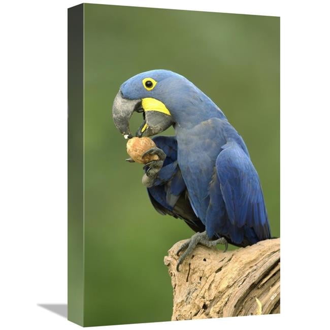 Global Gallery GCS-453148-1218-142 12 x 18 in. Hyacinth Macaw in ...