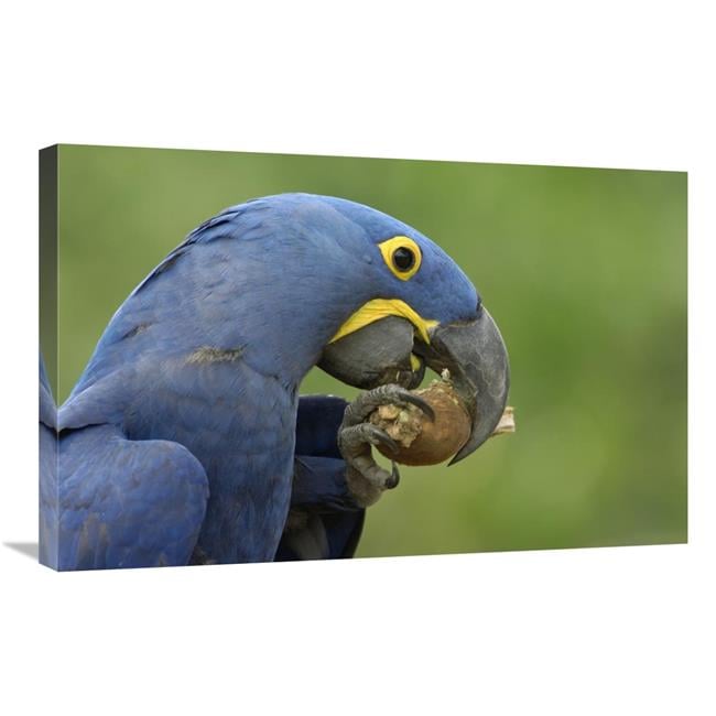 Global Gallery GCS-453149-2030-142 20 x 30 in. Hyacinth Macaw in ...
