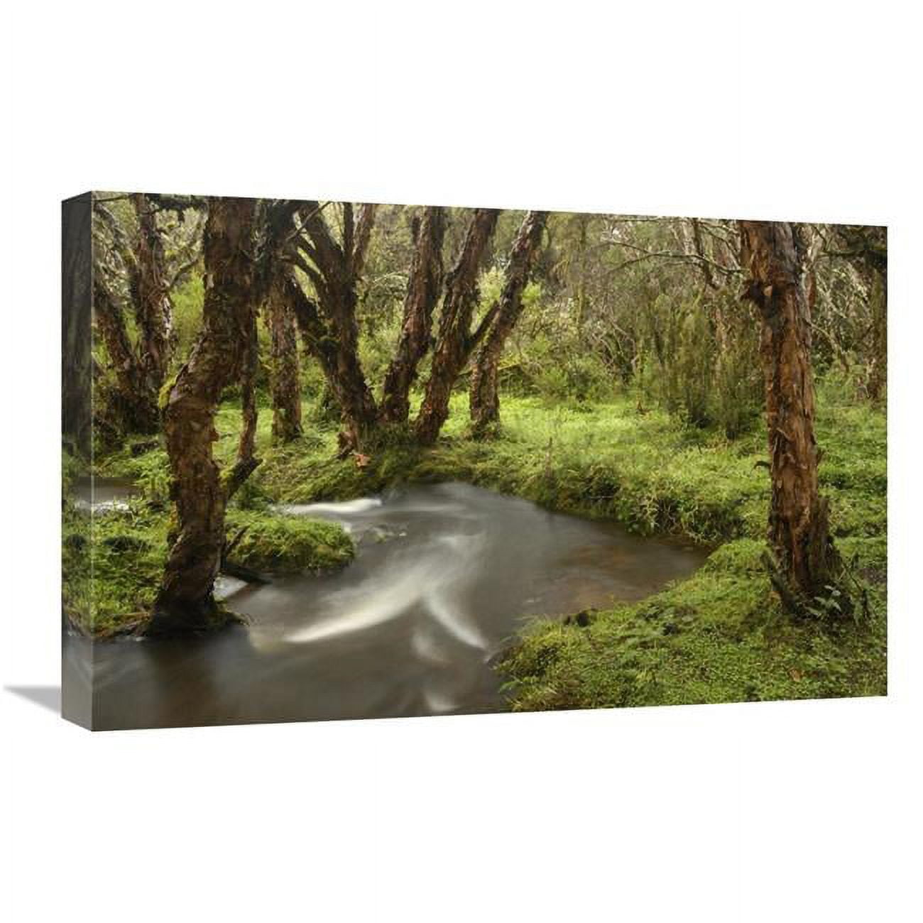 Global Gallery GCS-453159-1624-142 16 x 24 in. Polylepis Forest ...