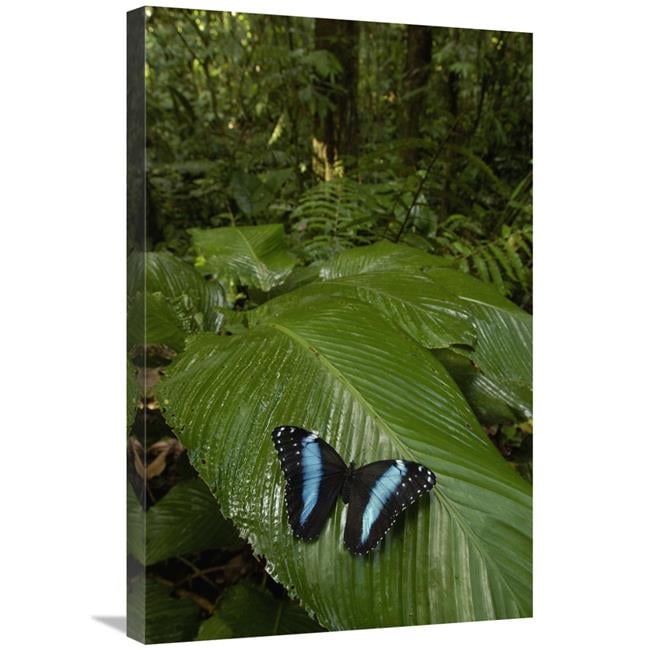 Global Gallery GCS-453164-2030-142 20 x 30 in. Morpho Butterfly ...