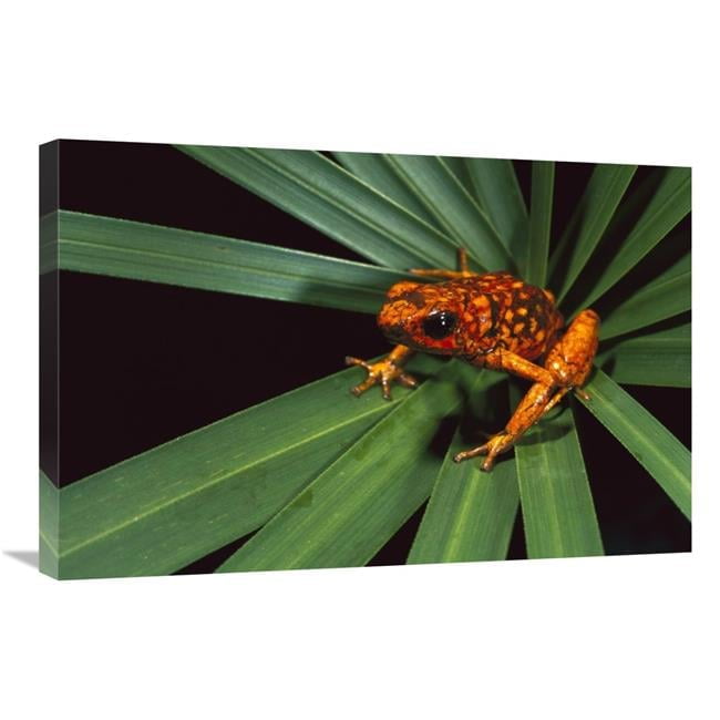 Global Gallery GCS-453172-2030-142 20 x 30 in. Splendid Poison Dart Frog on Bromeliad, Dorango ...