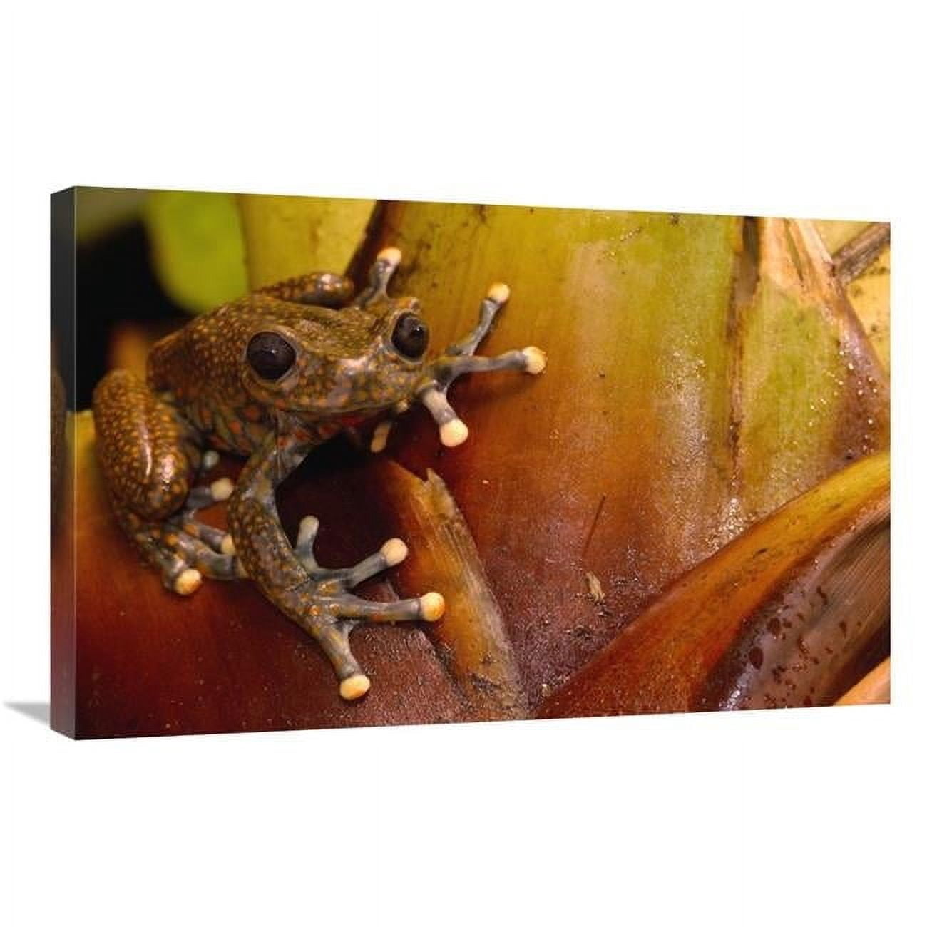 Global Gallery GCS-453178-2030-142 20 x 30 in. Strawberry Tree Frog ...