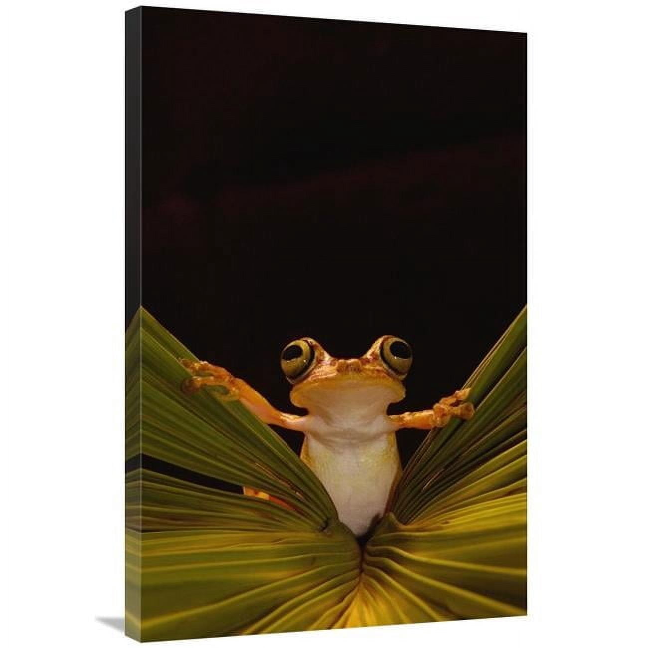 Global Gallery GCS-453179-2436-142 24 x 36 in. Chachi Tree Frog, Choco ...