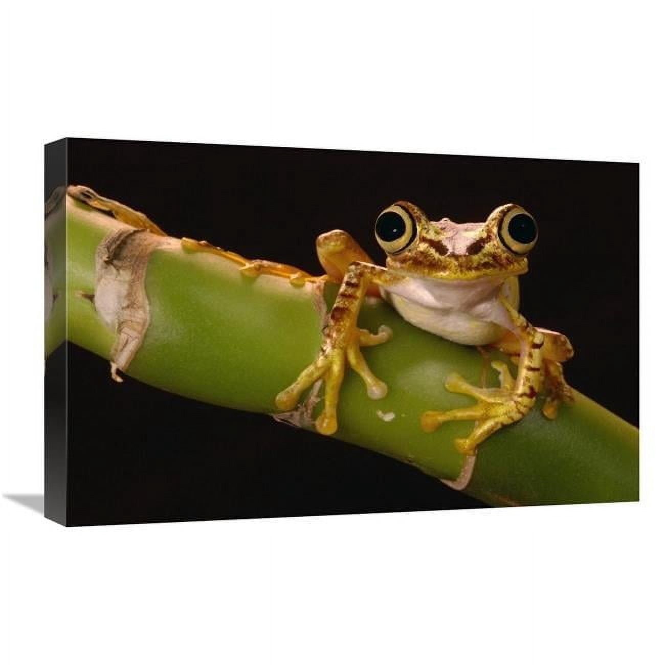 Global Gallery GCS-453181-1624-142 16 x 24 in. Chachi Tree Frog Adult ...