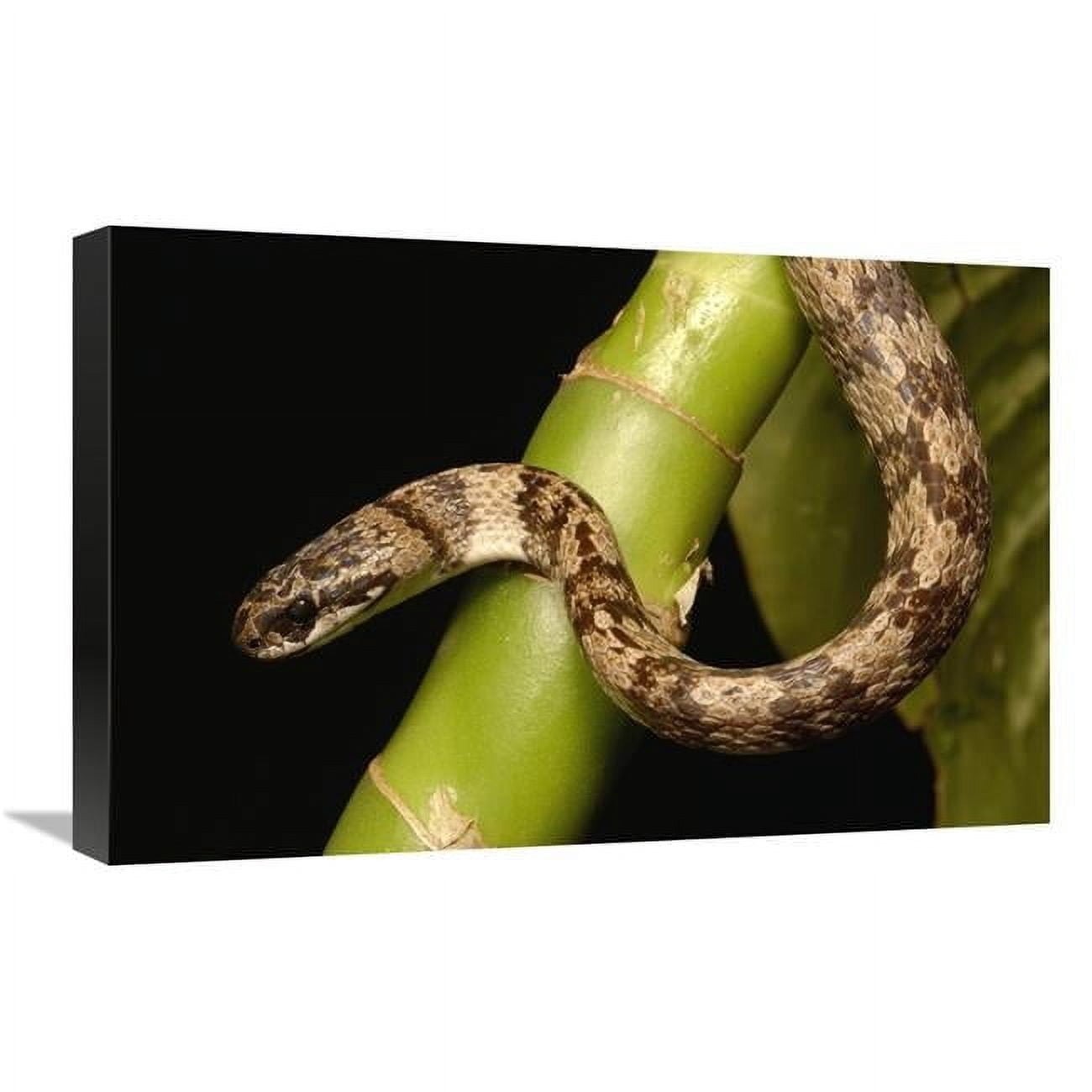 Global Gallery GCS-453185-1624-142 16 x 24 in. Mollusc-Eating Snake ...