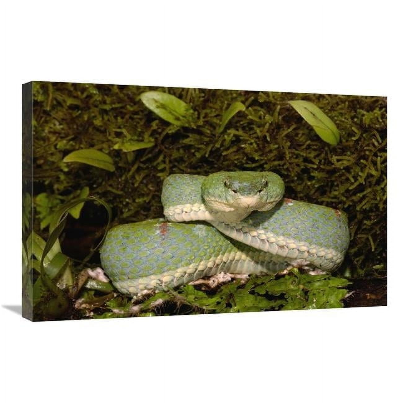 Global Gallery GCS-453190-2030-142 20 x 30 in. Eyelash VIper Coiled on Bromeliad, Venomous ...