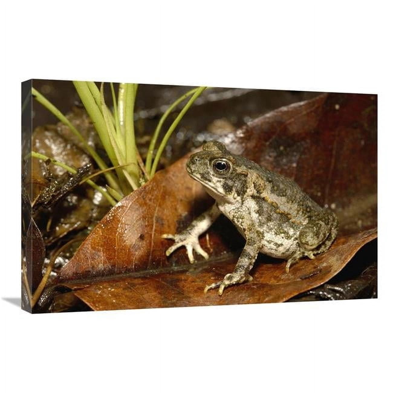 Global Gallery GCS-453193-2030-142 20 x 30 in. Cane Toad Juvenile ...