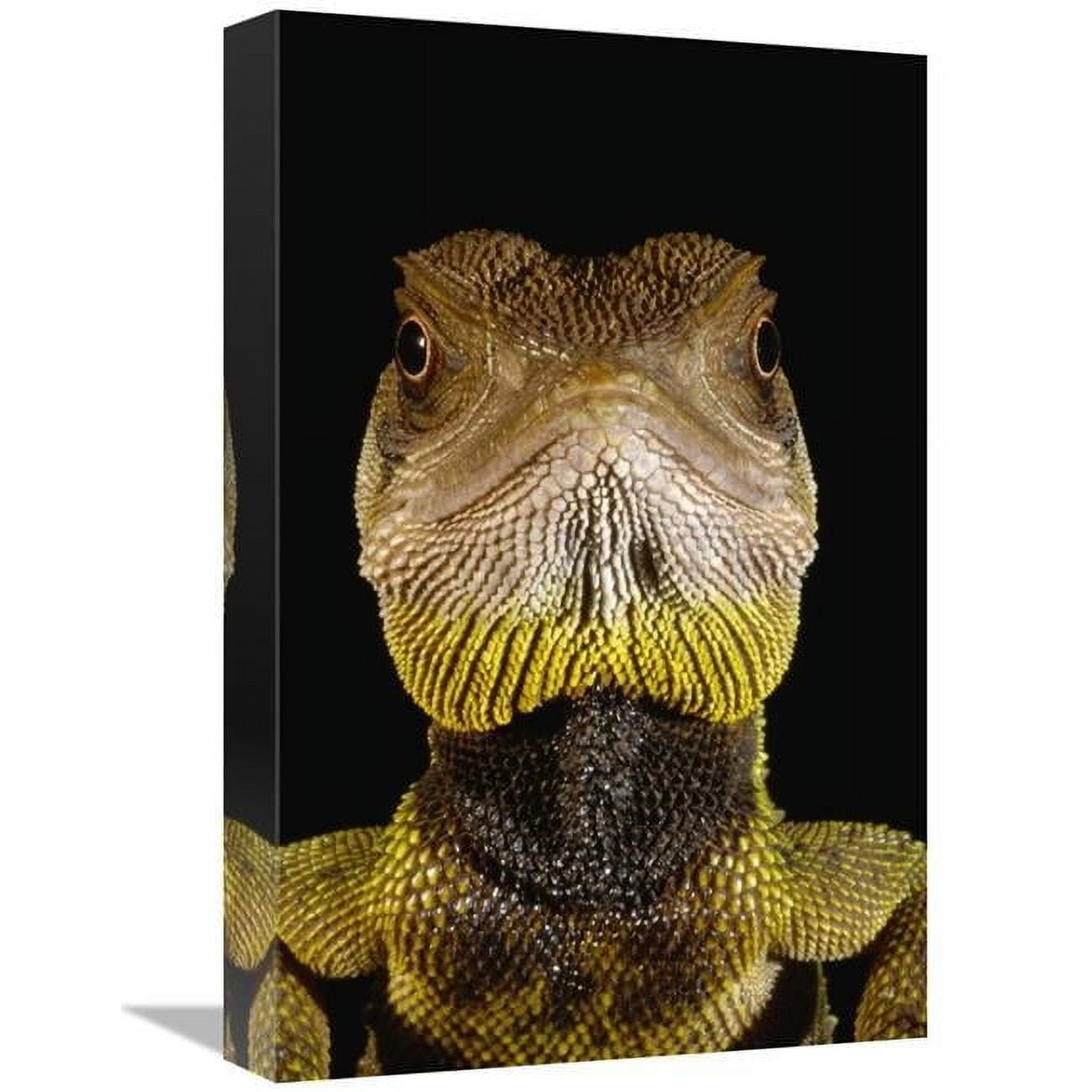 Global Gallery GCS-453197-1218-142 12 x 18 in. Bocourts Dwarf Iguana ...