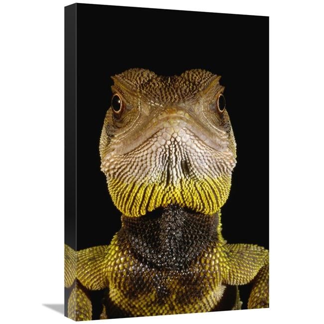 Global Gallery GCS-453197-1624-142 16 x 24 in. Bocourts Dwarf Iguana ...