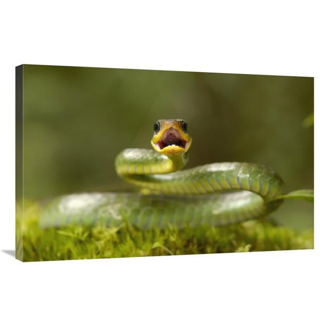 Global Gallery GCS-453198-2436-142 24 x 36 in. Mountain Sipo Defensive ...