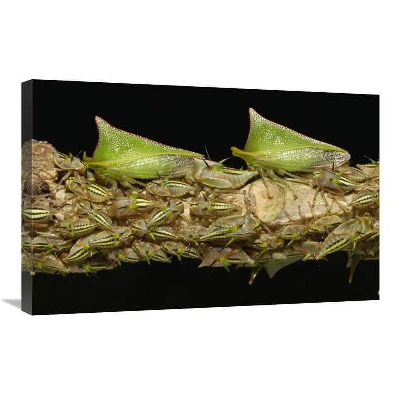 Global Gallery GCS-453209-2030-142 20 x 30 in. Treehopper Adults ...