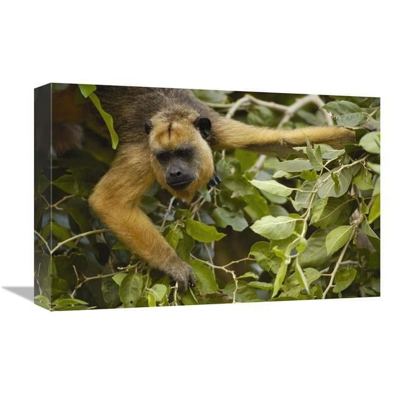 Global Gallery GCS-453210-1218-142 12 x 18 in. Black Howler Monkey ...
