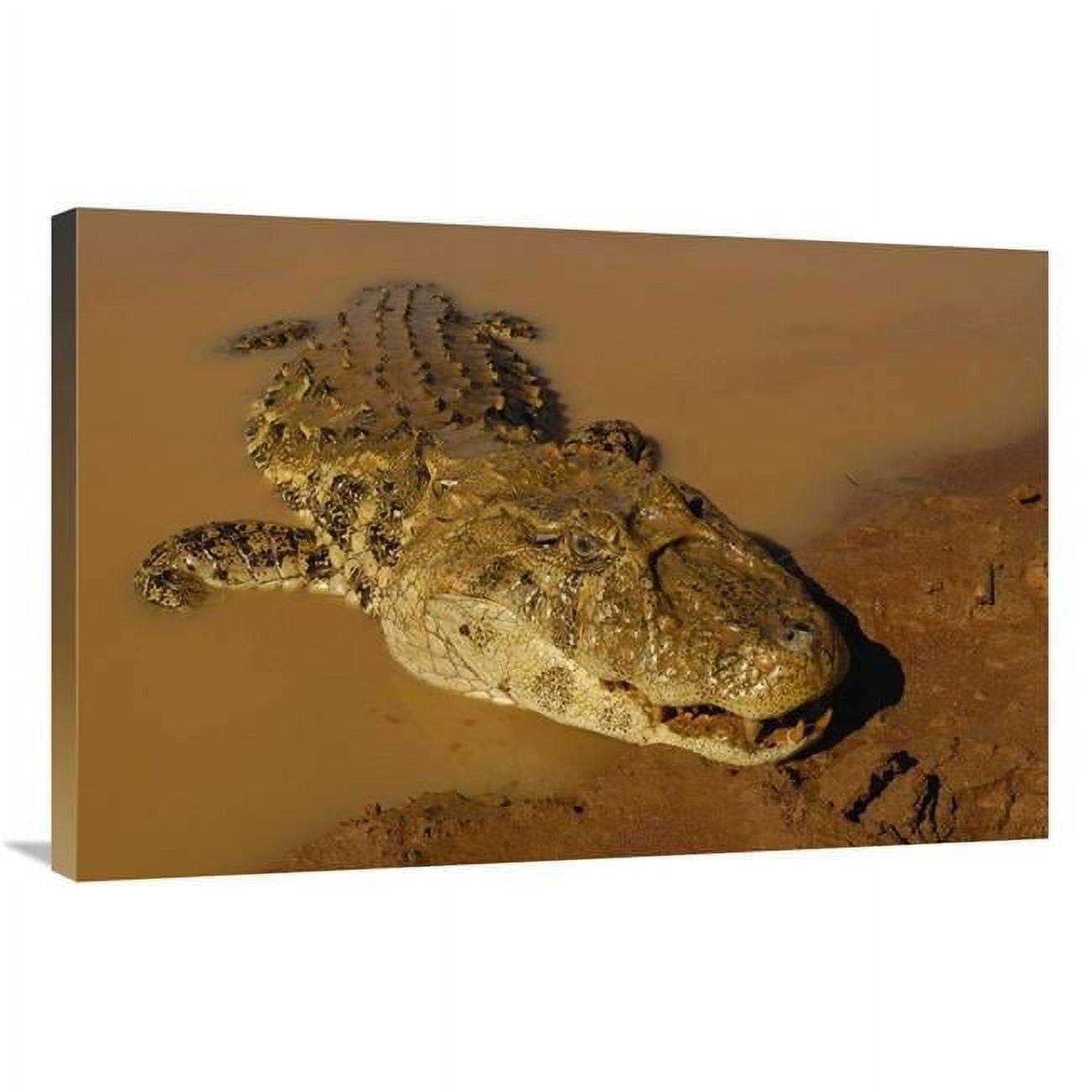 Global Gallery GCS-453212-2436-142 24 x 36 in. Broad-Snouted Caiman ...