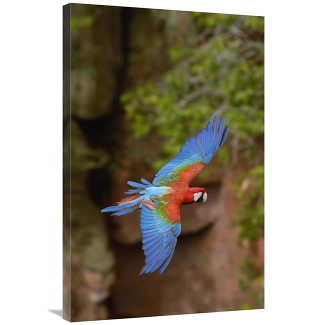 Global Gallery GCS-453221-2436-142 24 x 36 in. Red & Green Macaw Flying ...