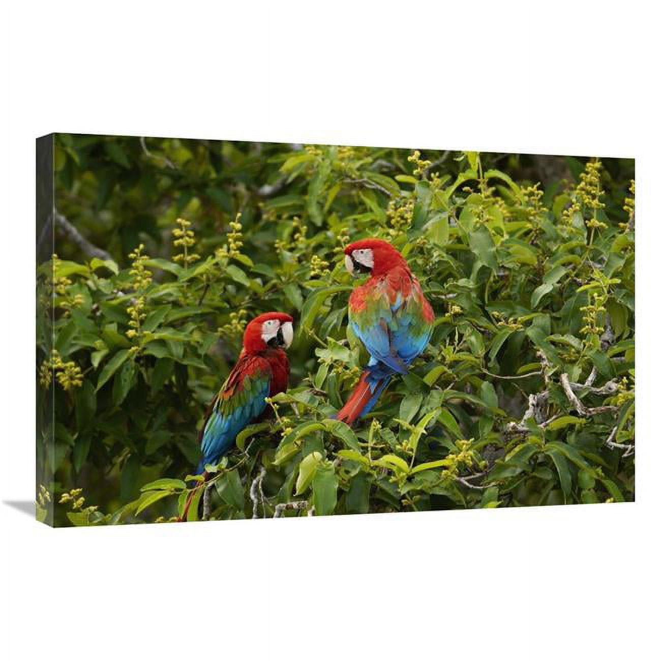 Global Gallery GCS-453226-2030-142 20 x 30 in. Red & Green Macaw Pair ...