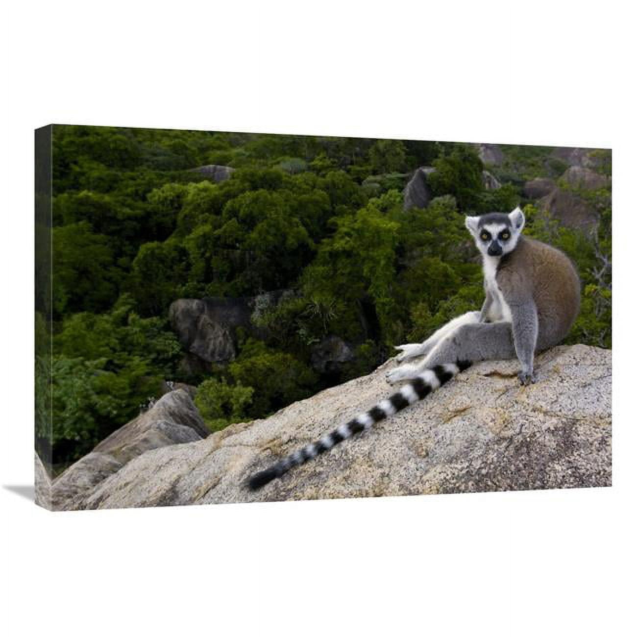 Global Gallery GCS-453245-2030-142 20 x 30 in. Ring-Tailed Lemur Resting on Rocks in the ...