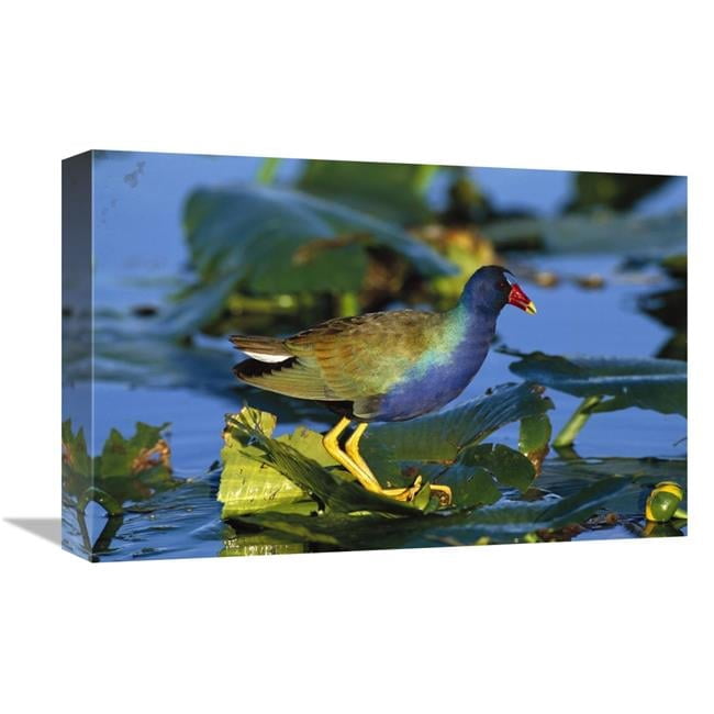 Global Gallery GCS-453277-1218-142 12 x 18 in. Purple Gallinule ...