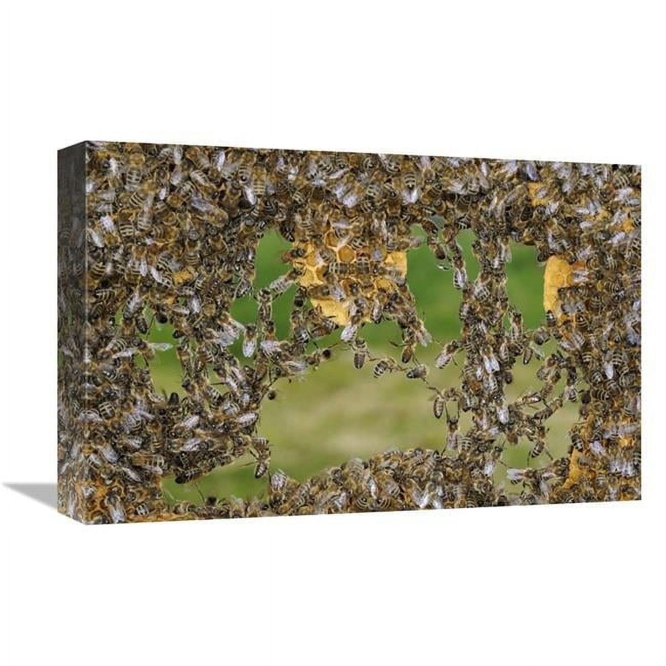 Global Gallery GCS-453384-1218-142 12 x 18 in. Honey Bee Chains Made to ...