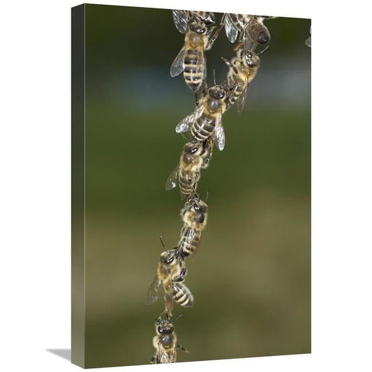 Global Gallery GCS-453385-1624-142 16 x 24 in. Honey Bee Chains Made to ...