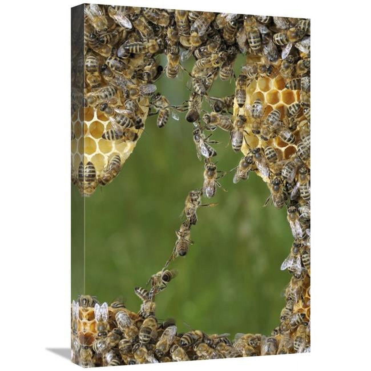 Global Gallery GCS-453386-1624-142 16 x 24 in. Honey Bee Chains Made to ...