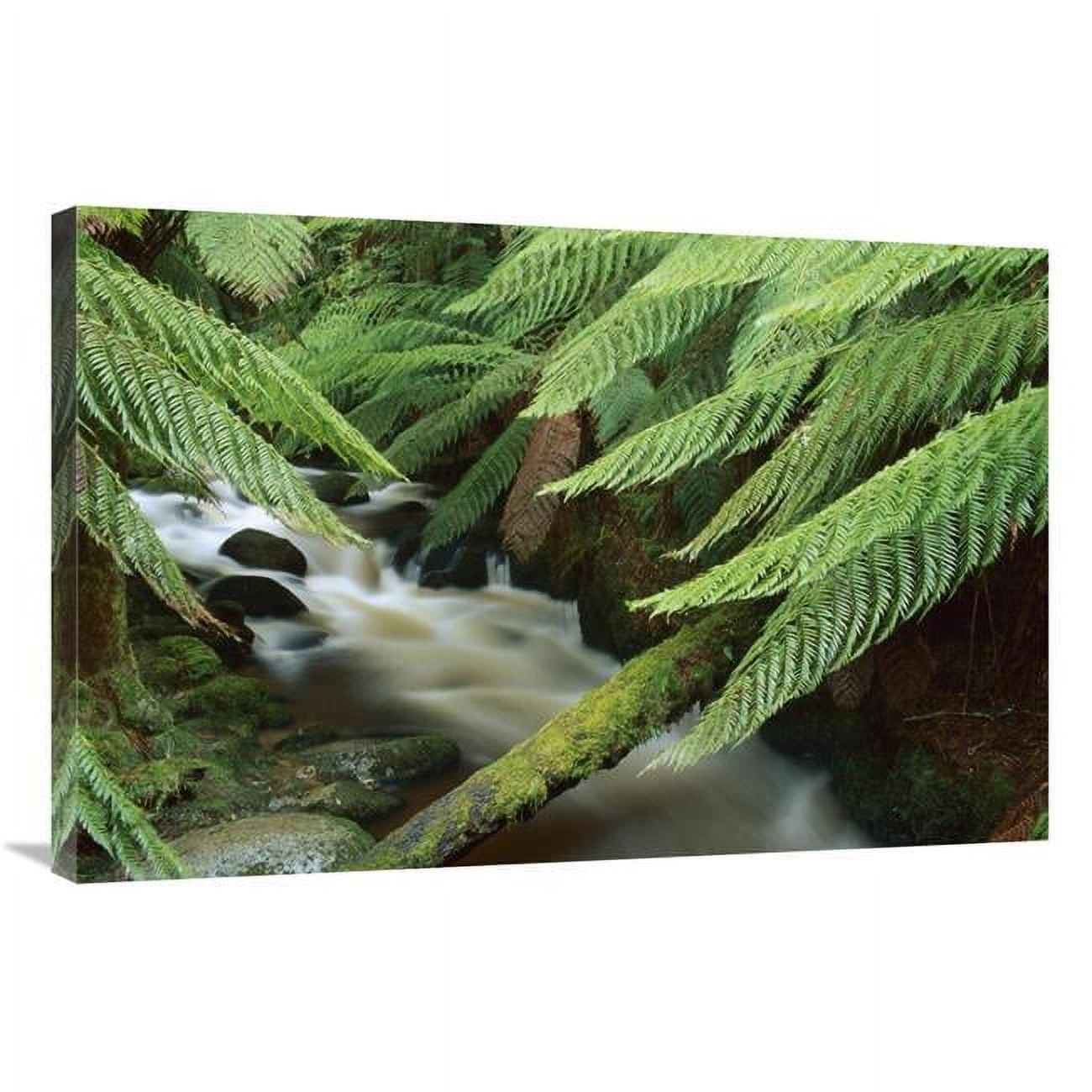 Global Gallery GCS-453503-2436-142 24 x 36 in. Tree Fern Over Stream, Tasmania Art Print - Shaun ...