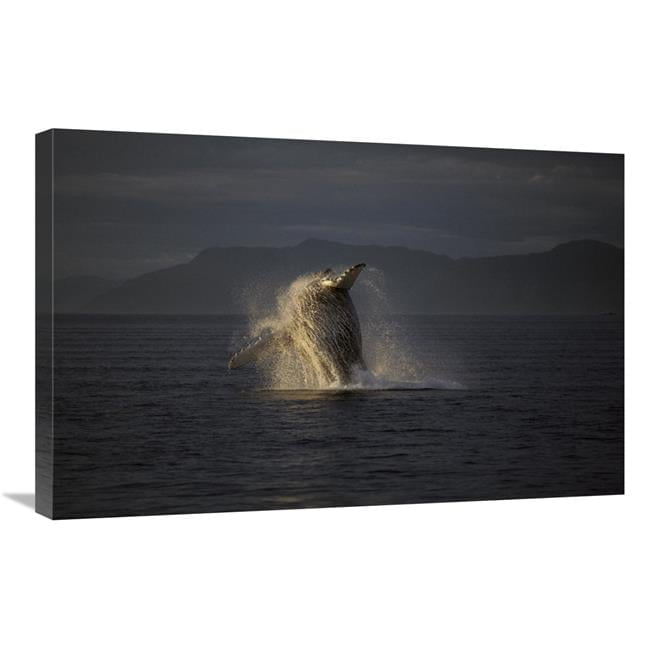 Global Gallery GCS-453548-2030-142 20 x 30 in. Humpback Whale Breaching ...