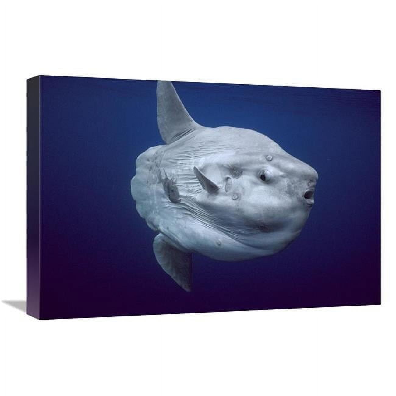 Global Gallery GCS-453551-1624-142 16 x 24 in. Ocean Sunfish Portrait ...