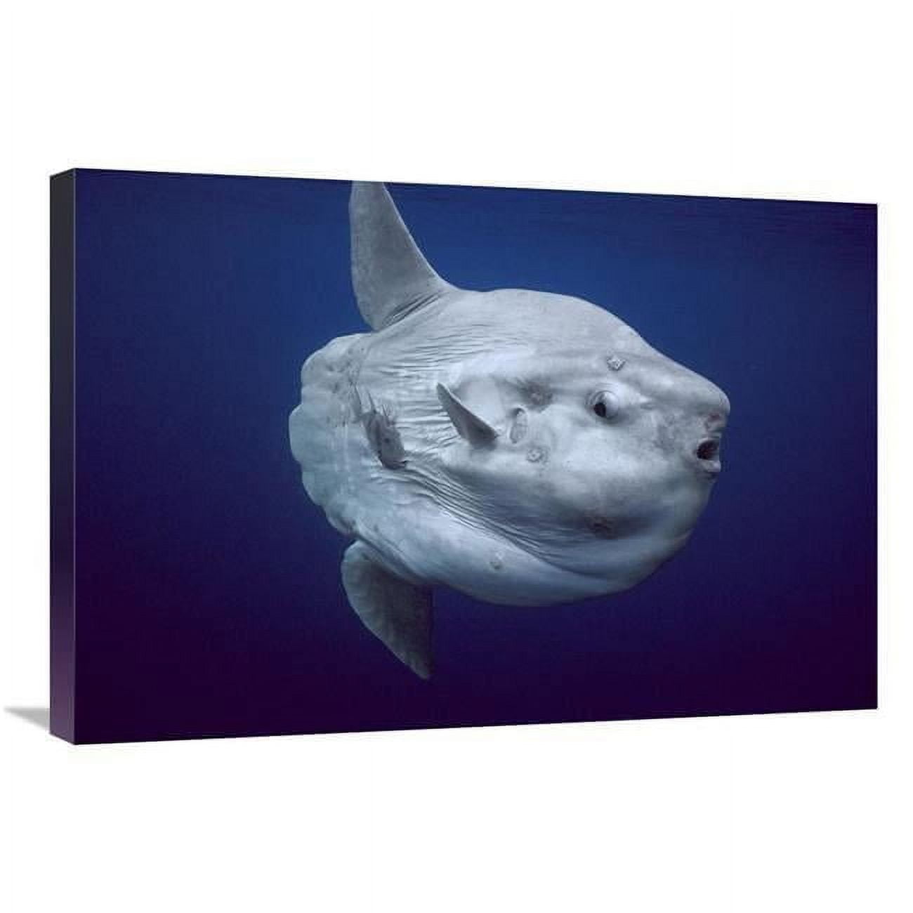 Global Gallery GCS-453551-2030-142 20 x 30 in. Ocean Sunfish Portrait, Portugal Art Print ...