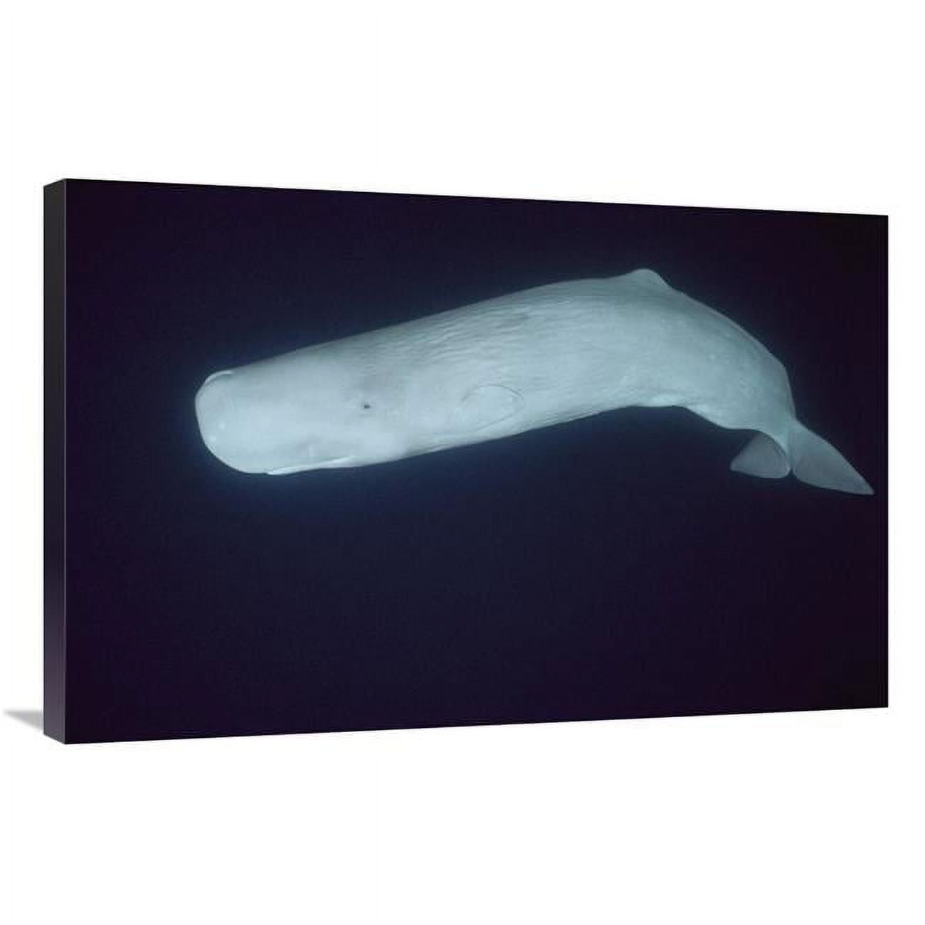 Global Gallery GCS-453552-2436-142 24 x 36 in. Sperm Whale White Morph ...