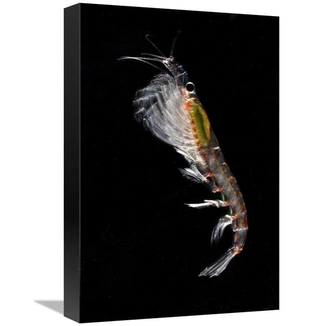 Global Gallery GCS-453560-1218-142 12 x 18 in. Antarctic Krill ...