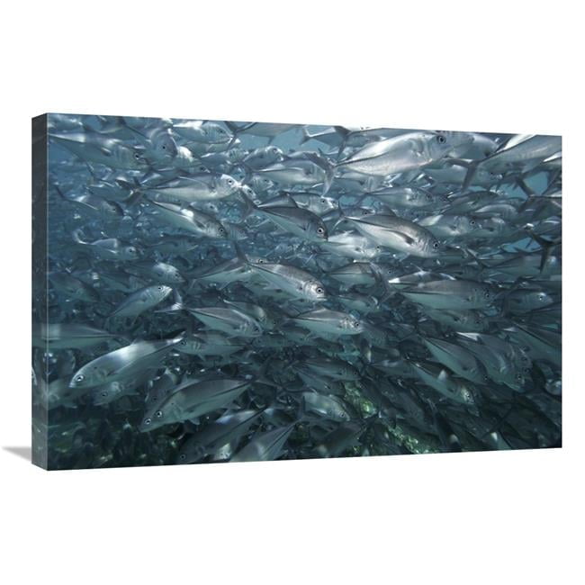 Global Gallery GCS-453561-2030-142 20 x 30 in. Bigeye Trevally School, Sipadan Island, Celebes ...